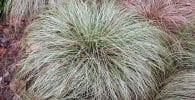 Top 6 Types of Ornamental Grass to Add to Your Garden | Life's Dirty ...