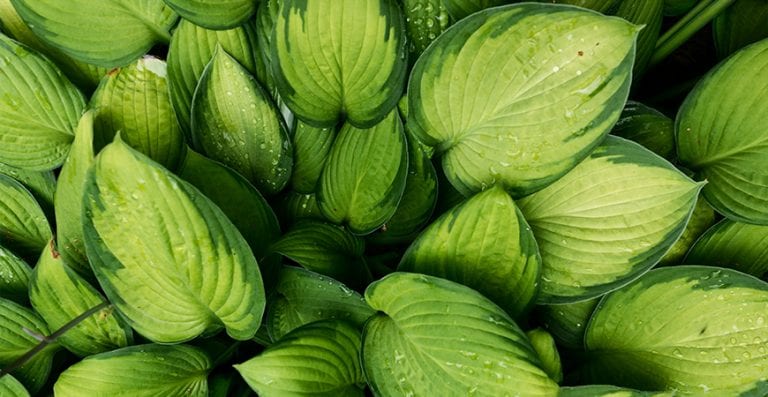 Hosta Care: How to Grow Hostas for a Beautiful Shade Garden | Life's ...