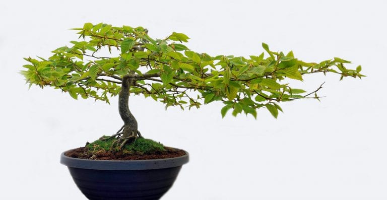 Bonsai Tree Care for Beginners | Life's Dirty. Clean Easy.