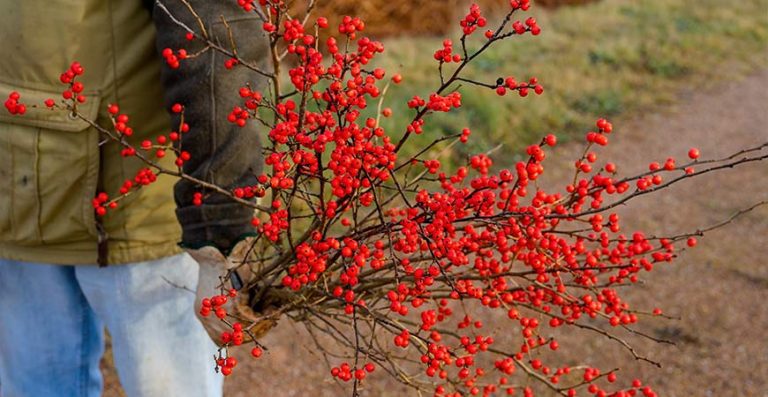 How to Grow and Care for a Holly Shrub | Life's Dirty. Clean Easy.