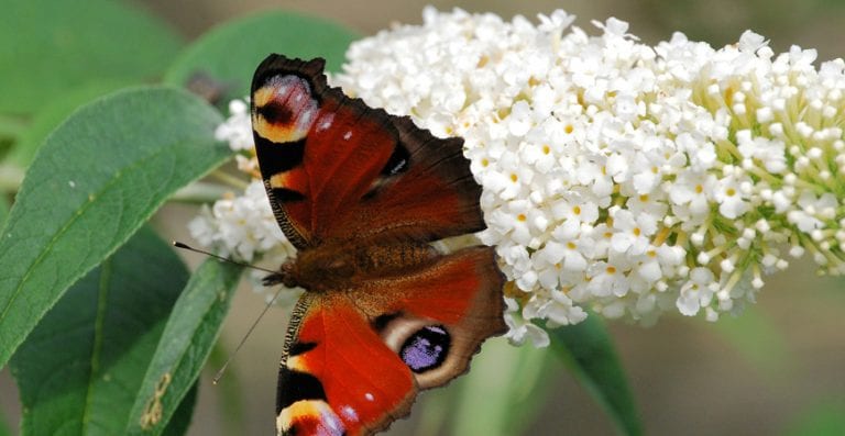 How to Grow and Care for a Butterfly Bush | Life's Dirty. Clean Easy.