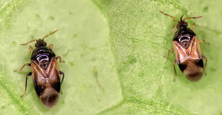How to Attract Beneficial Garden Insects That Are Good for Your Garden ...