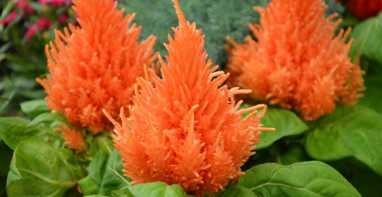 Grow Celosia Flowers for a Beautiful Fall Garden | Life's Dirty. Clean ...