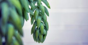 How to Grow Burro's Tail Succulent | Life's Dirty. Clean Easy.