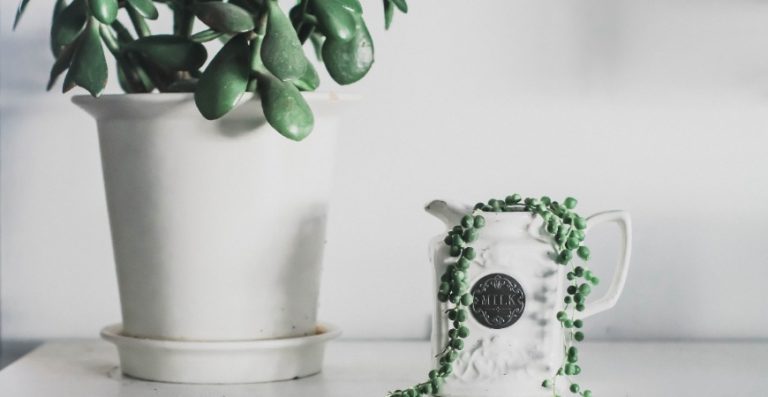 How to Increase Humidity for Your Houseplants | Life's Dirty. Clean Easy.