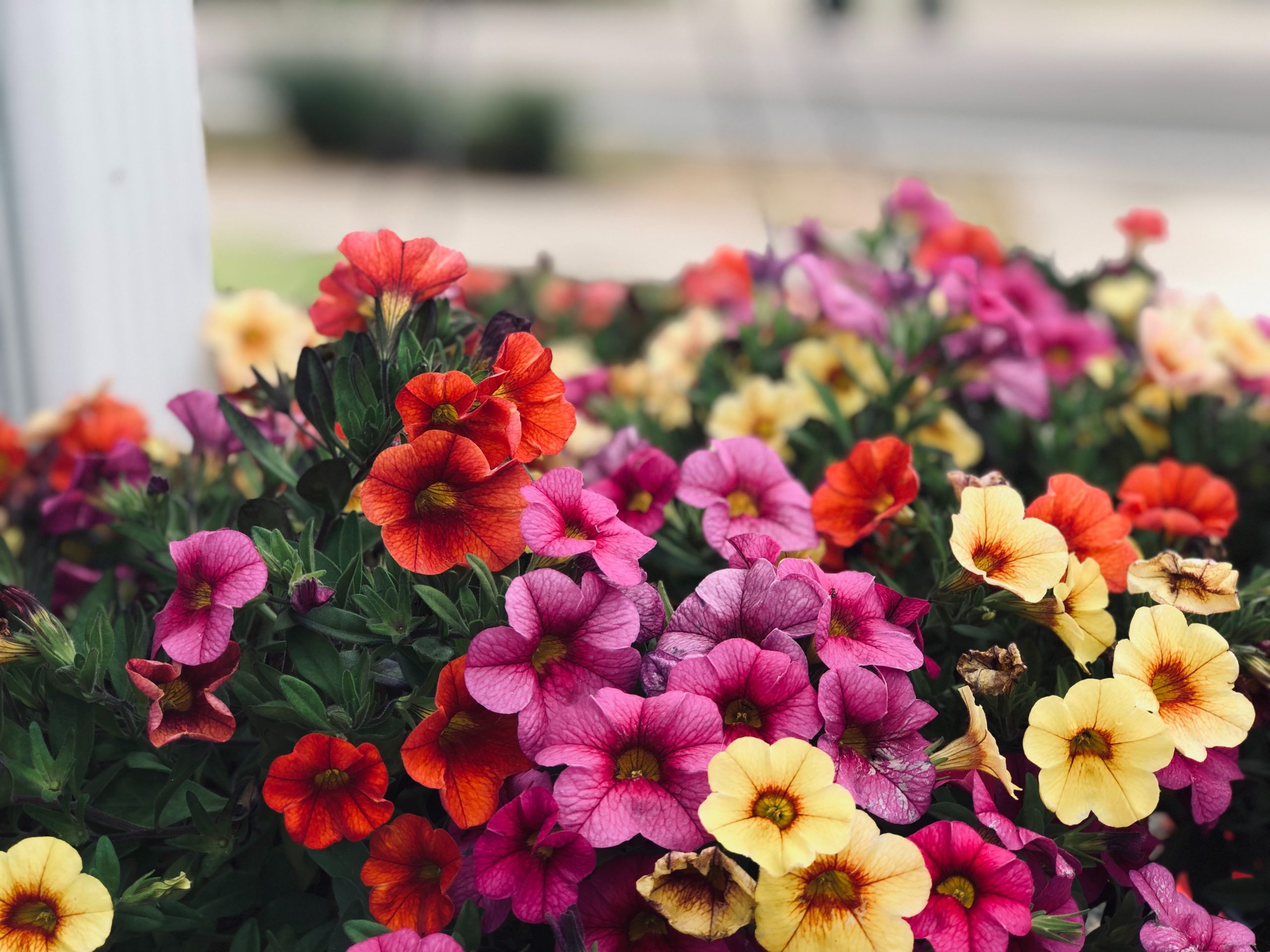 a_variety_of_colorful_petunias | Life's Dirty. Clean Easy.