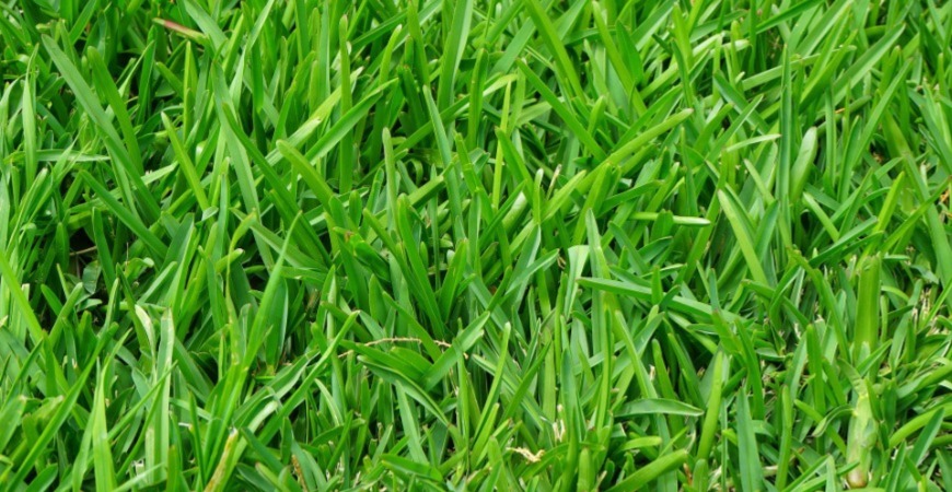 Rye Grass Cover Crop | Life's Dirty. Clean Easy.