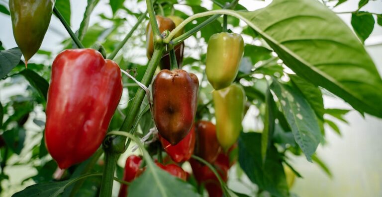 Spice Up Your Garden With Indoor Pepper Plants | Life's Dirty. Clean Easy.