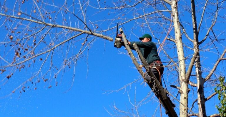 Tree Pruning 101: Keeping Your Trees Safe, Healthy, and Beautiful ...