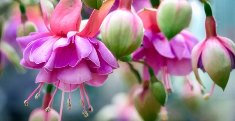 Add Color to Your Garden With a Fuchsia Plant | Life's Dirty. Clean Easy.