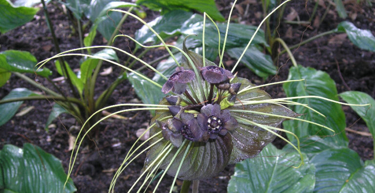 Elevate Your Spooky Season With Our Black Bat Flower Care Guide | Life ...