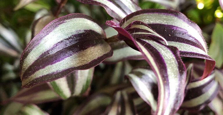 All About the Vibrant, Low-Maintenance Inch Plant | Life's Dirty. Clean ...