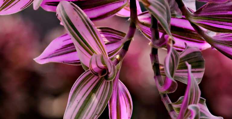 All About the Vibrant, Low-Maintenance Inch Plant | Life's Dirty. Clean ...